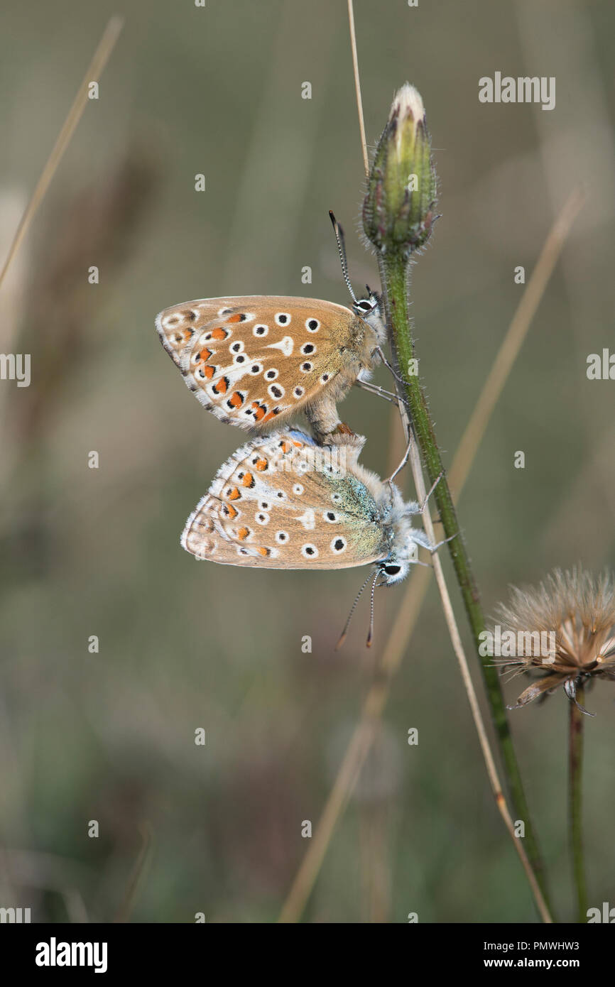 Mating pair of adonis blue butterflies lysandra bellargus hi-res stock ...