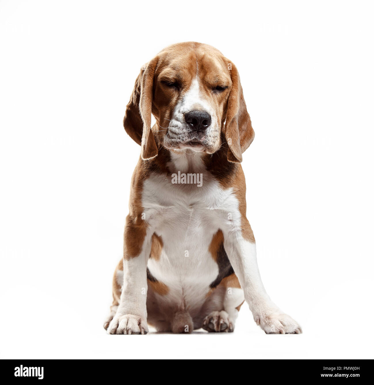 Front view of cute beagle dog sitting, isolated on a white studio ...