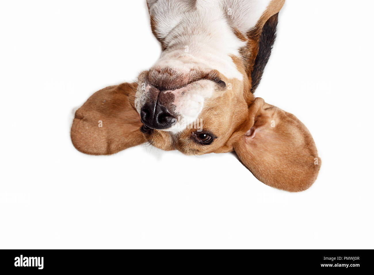 Front view of cute beagle dog sitting, isolated on a white studio ...