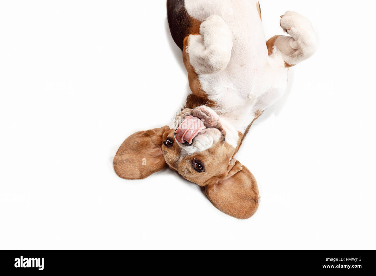Front view of cute beagle dog sitting, isolated on a white studio ...