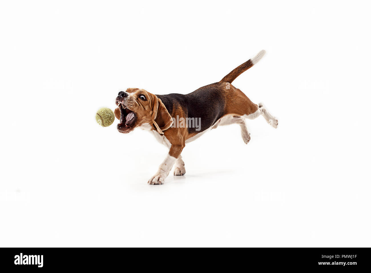 Front view of cute beagle dog with ball isolated on a white studio ...