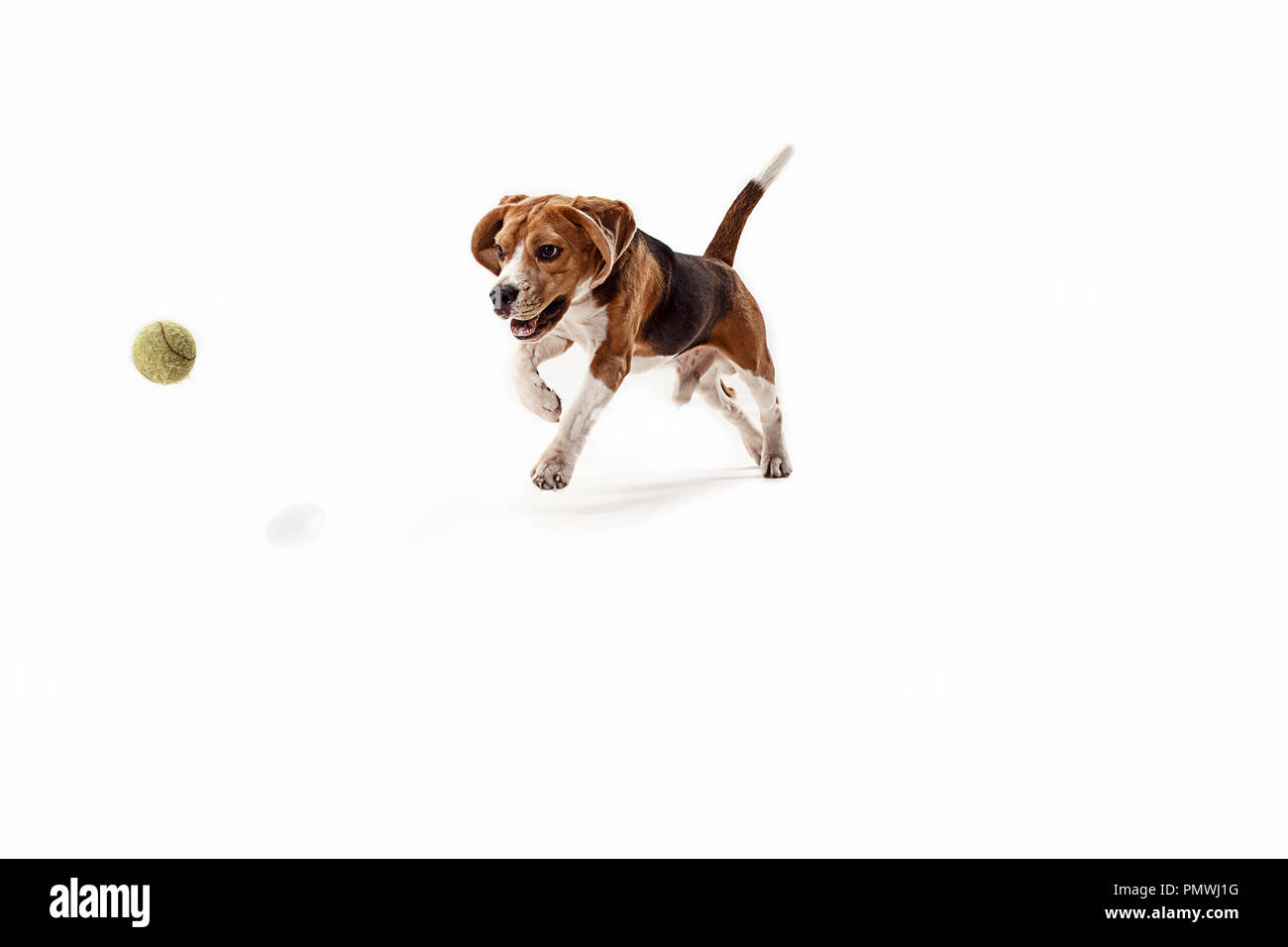 Beagle puppy with ball hi-res stock photography and images - Alamy