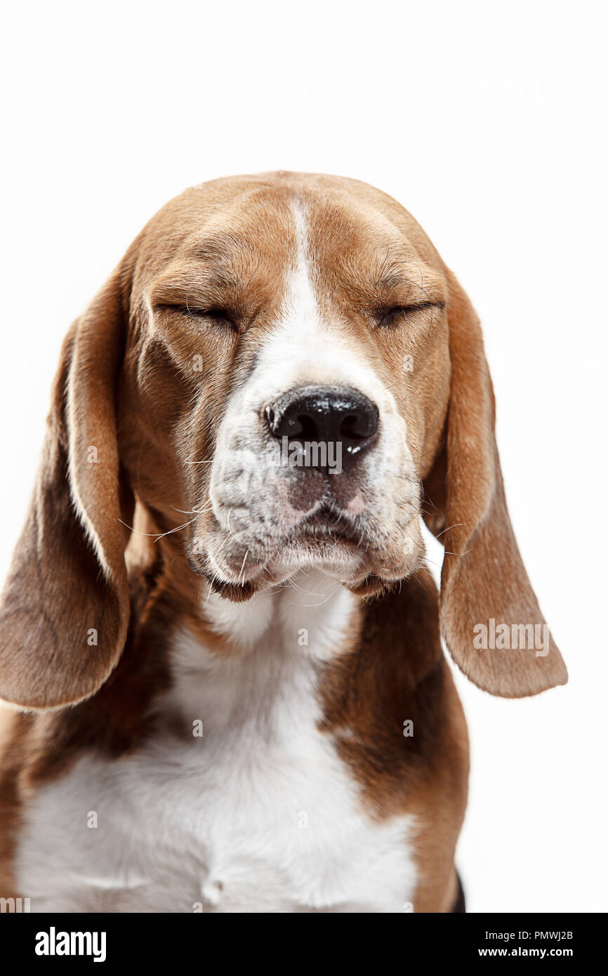 Front view of cute beagle dog sitting, isolated on a white studio ...