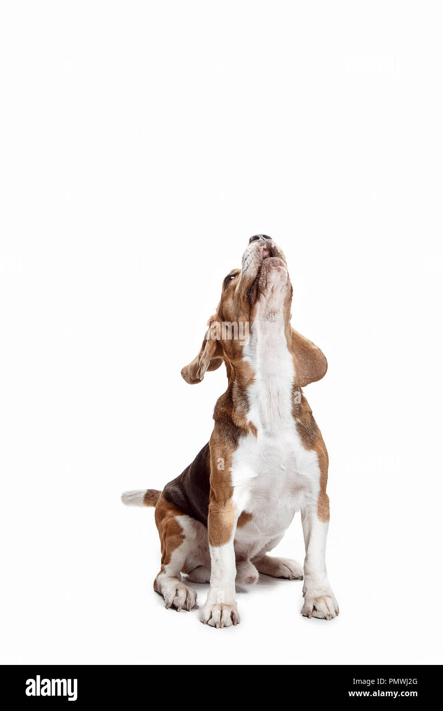 Front view of cute beagle dog isolated on a white studio background ...