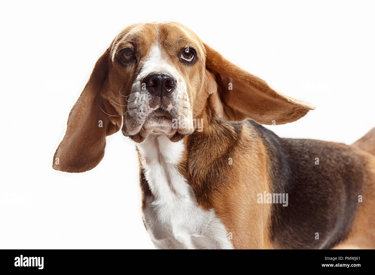 Front view of cute beagle dog sitting, isolated on a white studio ...