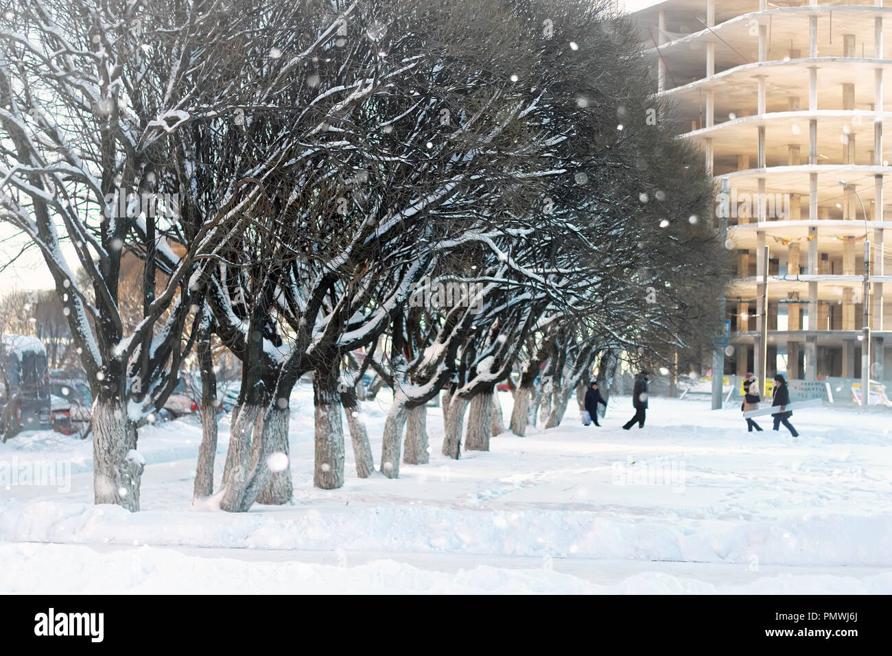 street tree wood pedestrian winter Stock Photo - Alamy