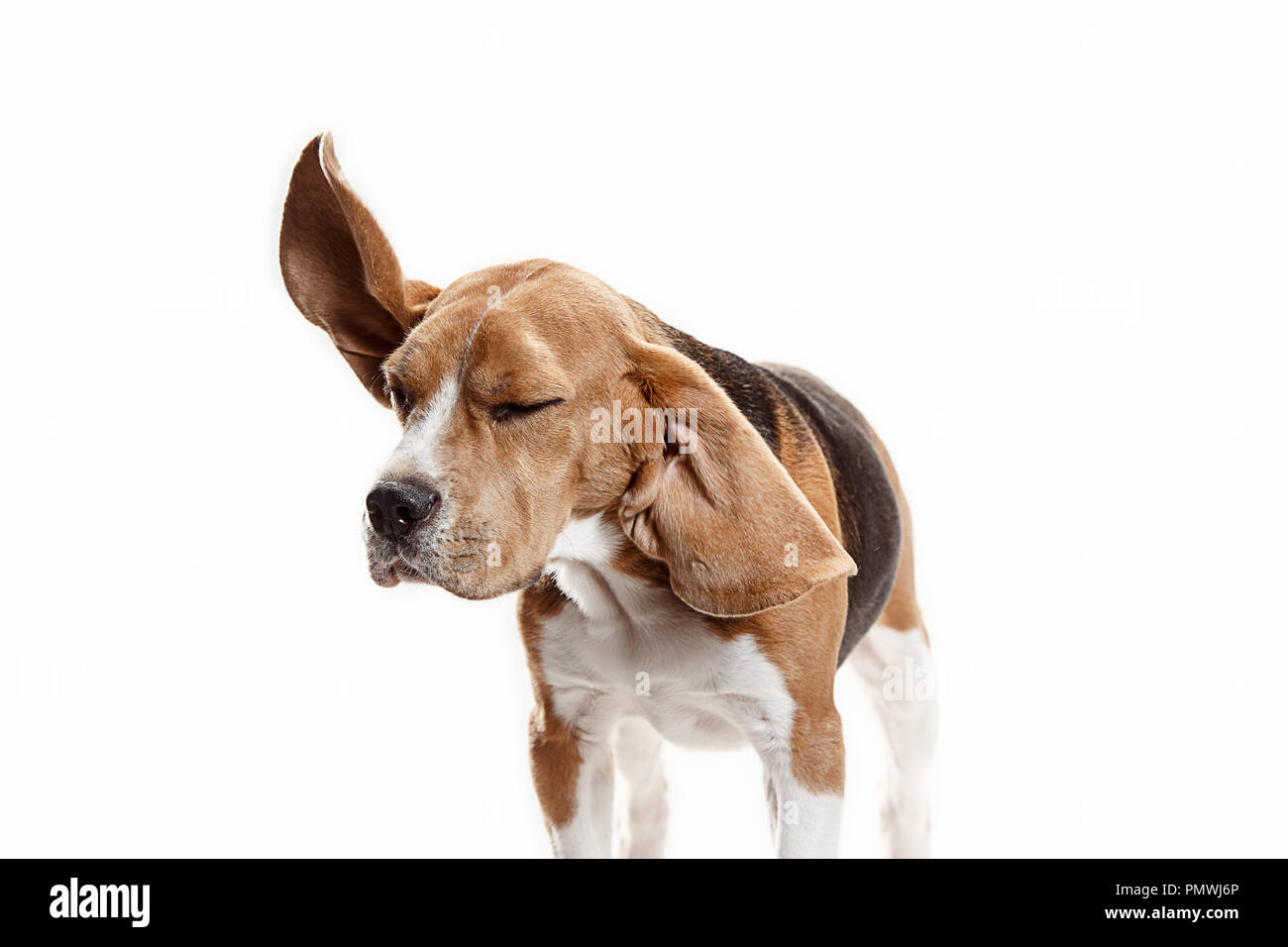 Front view of cute beagle dog sitting, isolated on a white studio ...