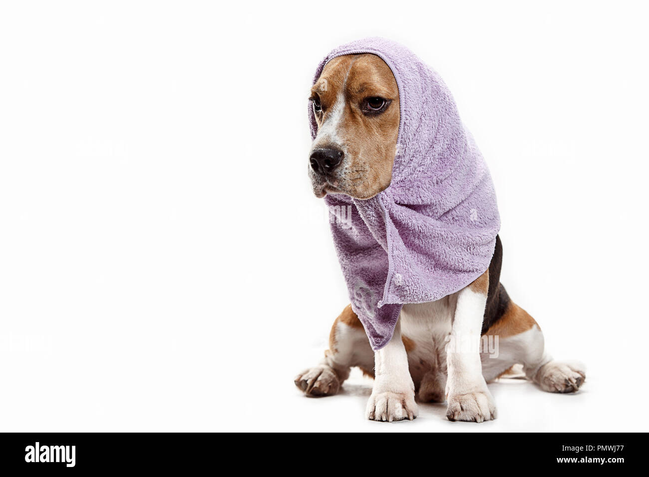 Front view of cute beagle dog sitting, isolated on a white studio ...