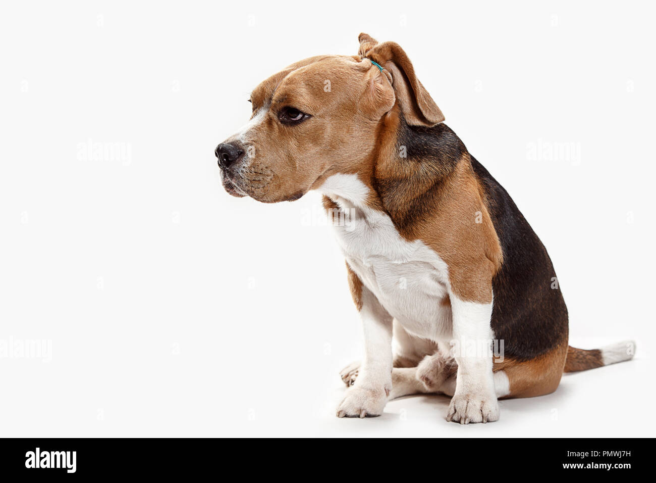 Front view of cute beagle dog sitting, isolated on a white studio ...