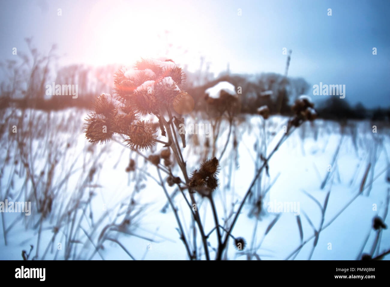 winter snow thorn sun Stock Photo - Alamy