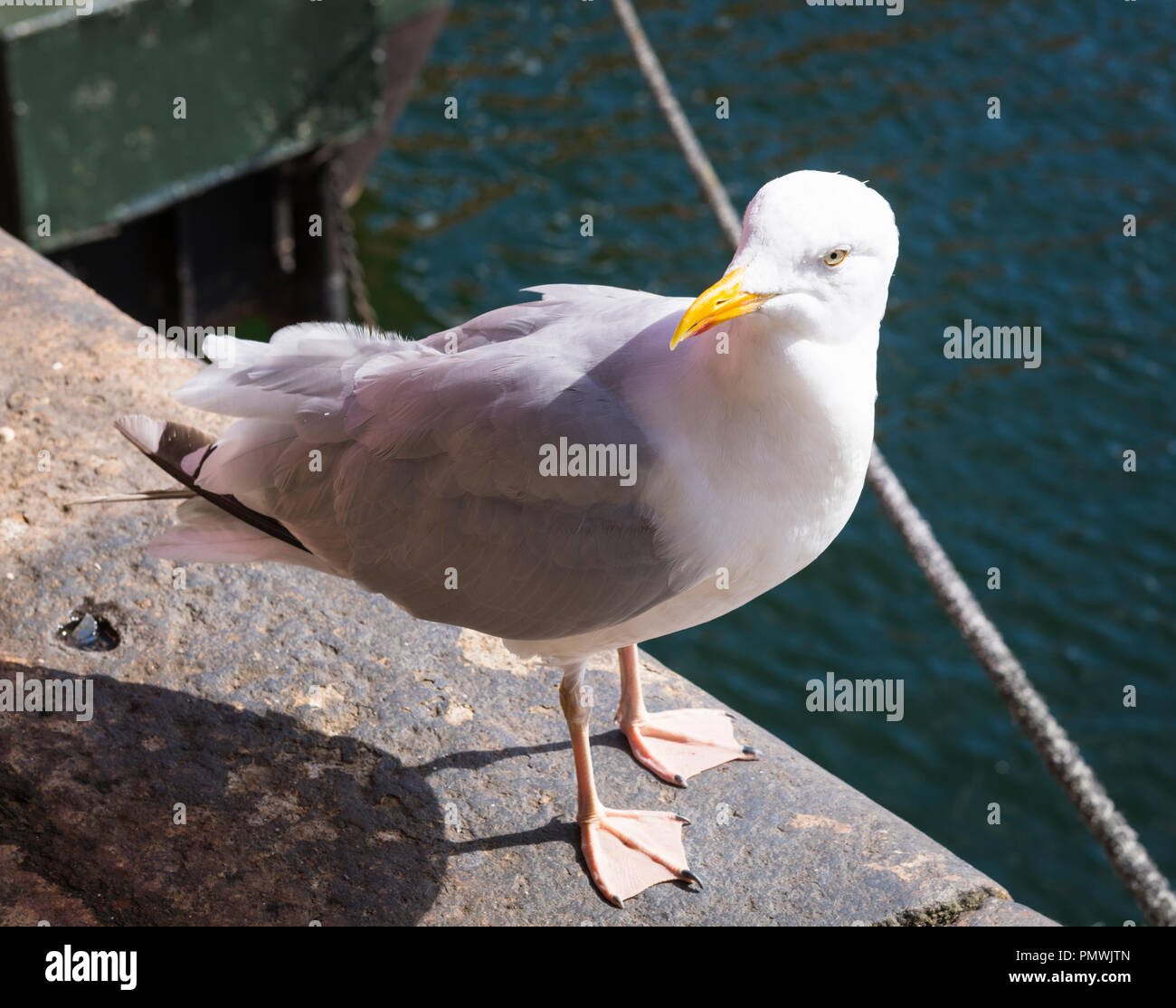 Liverpool Merseyside Albert Dock European Herring Gull Seagull Larus ...