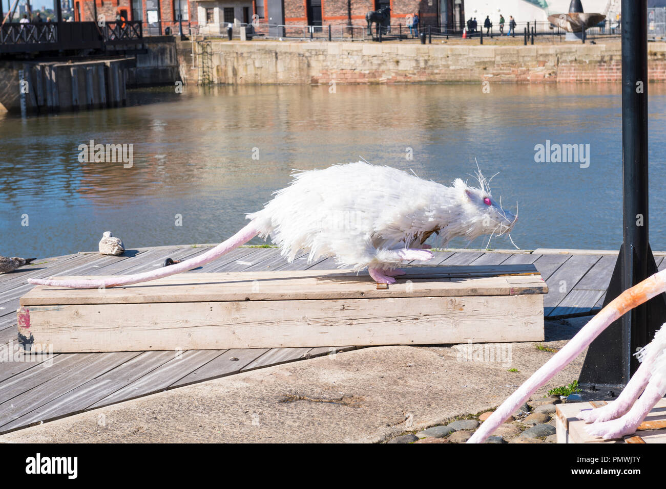 Liverpool Canning Dock The Ships Cat and Super Rat detail modern ...