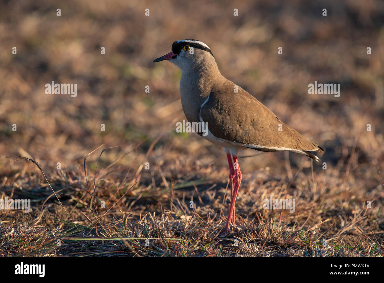 Kiewiet crowned lapwing hi-res stock photography and images - Alamy