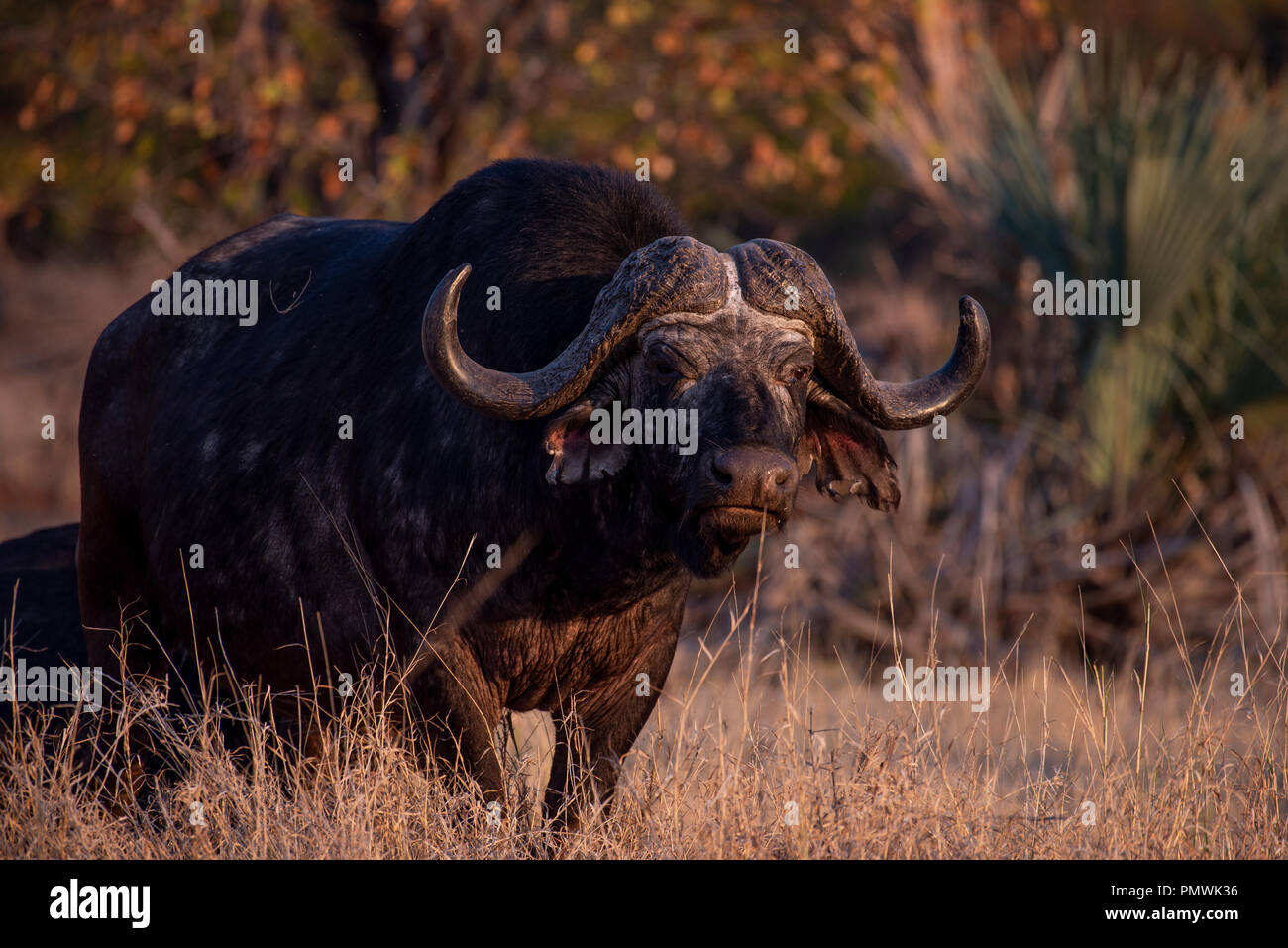 Buffalo bull hi-res stock photography and images - Alamy