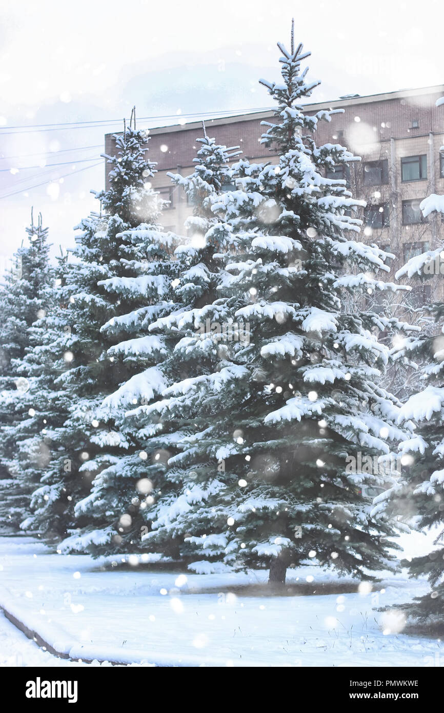 winter fir tree snow Stock Photo - Alamy