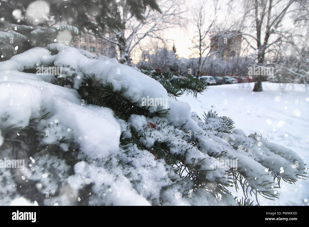 winter fir tree snow Stock Photo - Alamy
