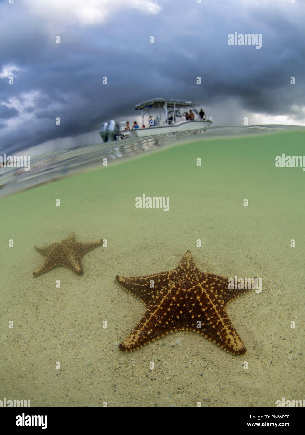 Starfish in shallow water on Starfish Beach, Grand Cayman, Cayman ...