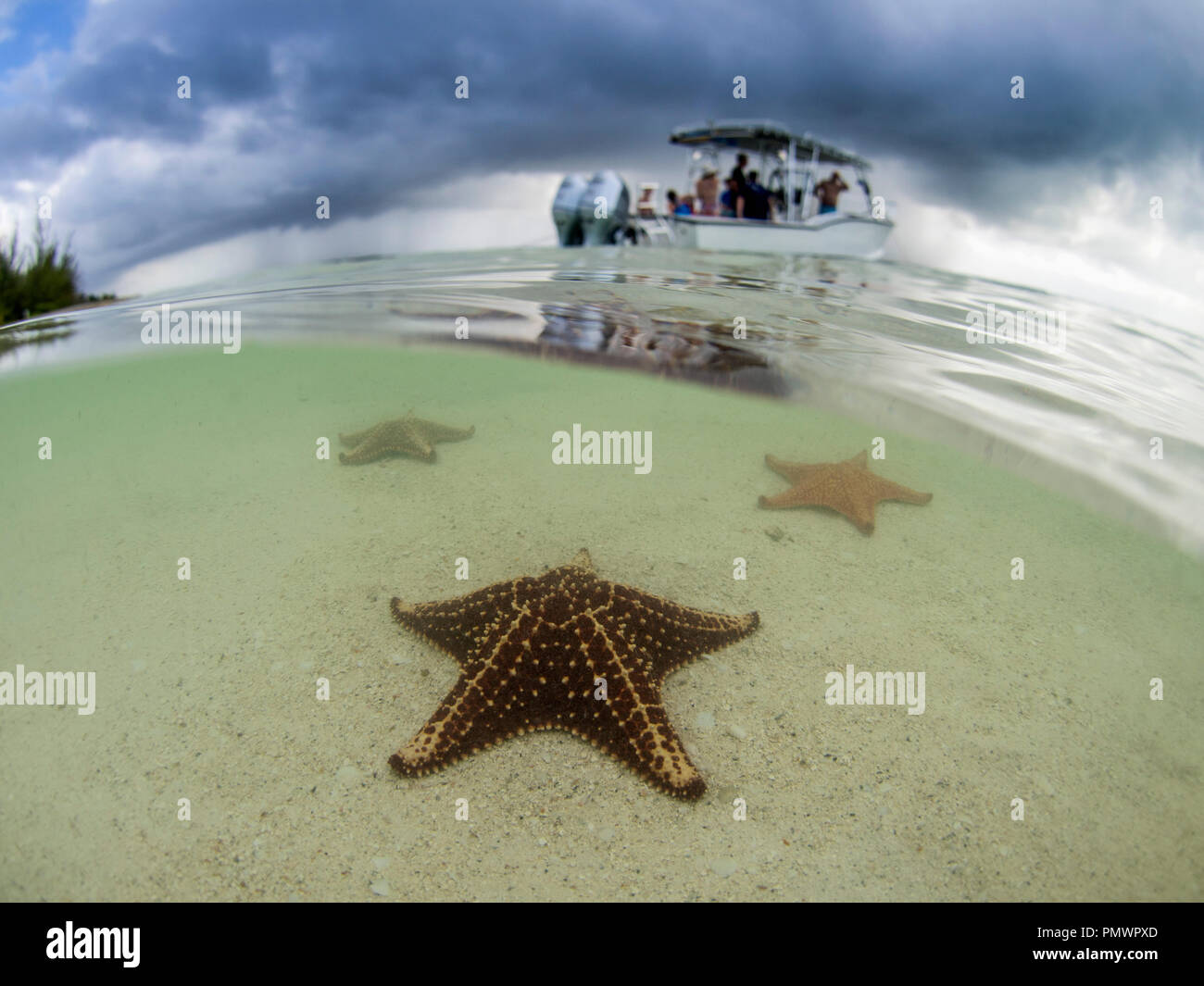 Starfish in shallow water on Starfish Beach, Grand Cayman, Cayman ...