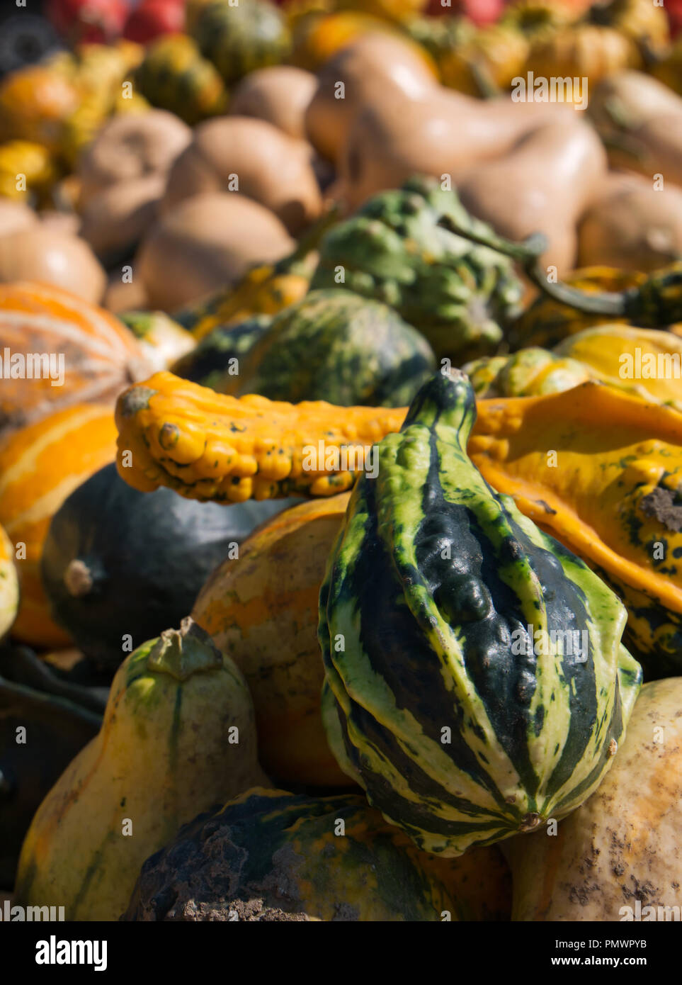 Numerous pumpkin varieties in various colors and shapes with blurred ...
