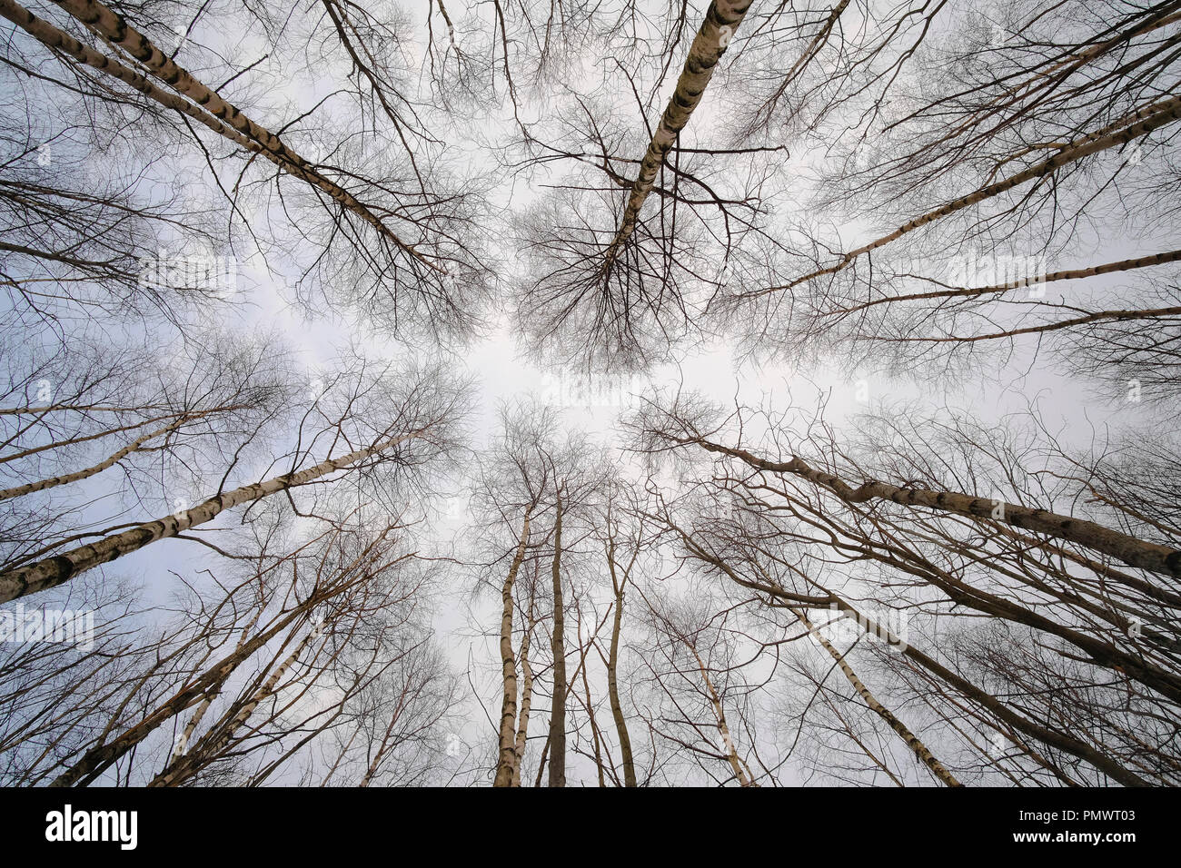 View from below of towering birch trees reaching for the sky Stock ...