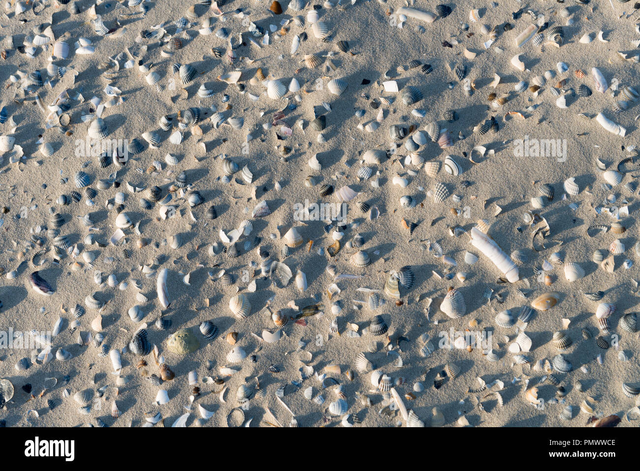 Pattern of shells hi-res stock photography and images - Alamy