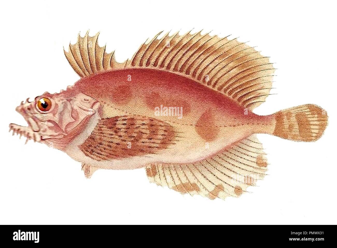 Blepsias hi-res stock photography and images - Alamy