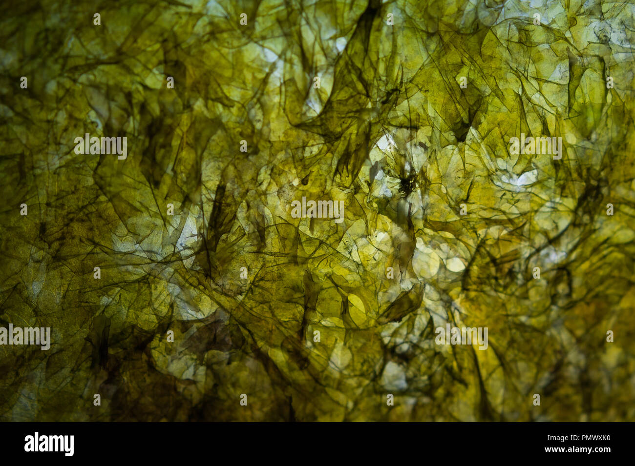 Dried Sheet Of Nori Seaweed, Japanese Cuisine Ingredient To Wrap Rolls ...