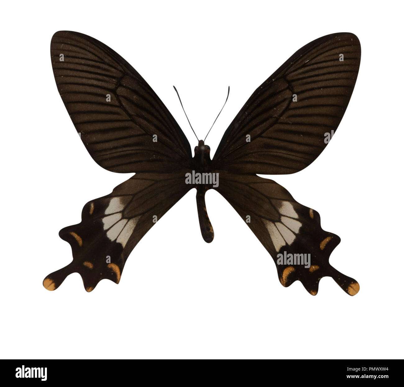 Monarch butterfly top view Cut Out Stock Images & Pictures - Alamy