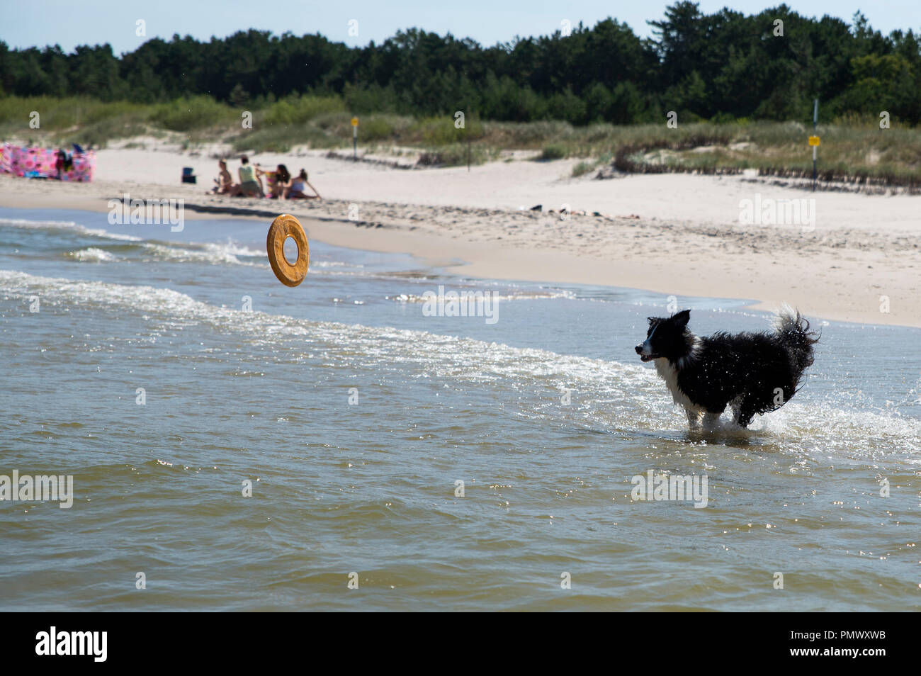dog running retrieving a toy in the sea Stock Photo - Alamy