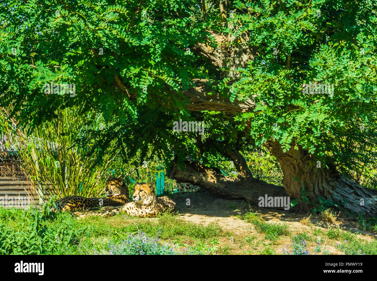Cheetah family sitting down under a big tree in a a nature landscape ...