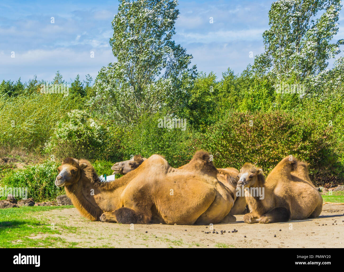 Bactrian camels in gobi desert hi-res stock photography and images - Alamy