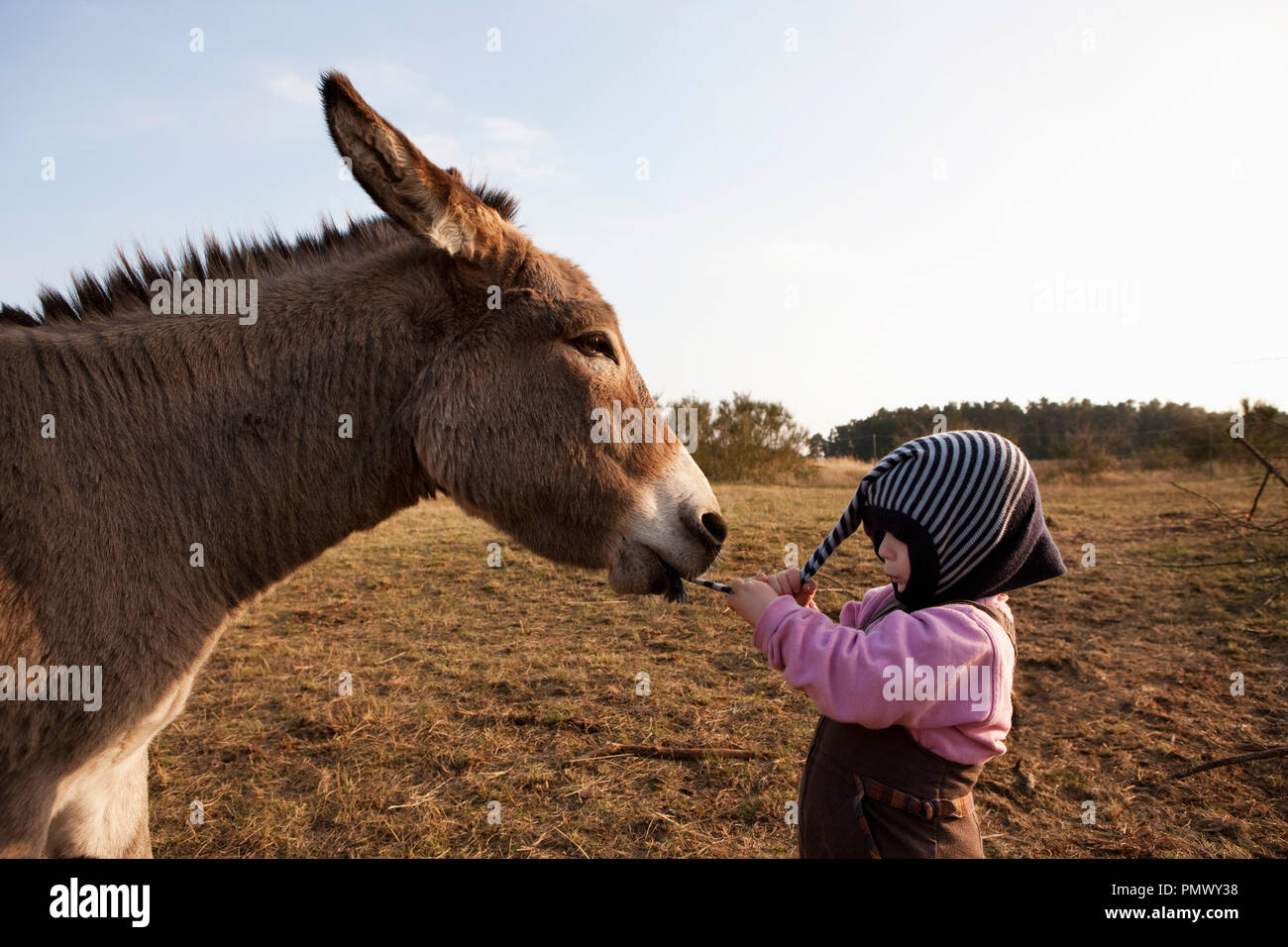 Pulling donkey hi-res stock photography and images - Alamy