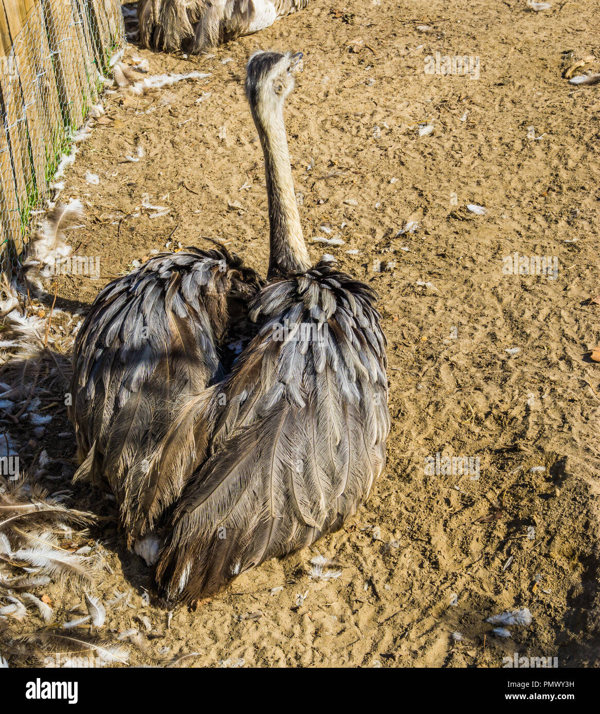 Ostriches Running Stock Photos & Ostriches Running Stock Images - Alamy