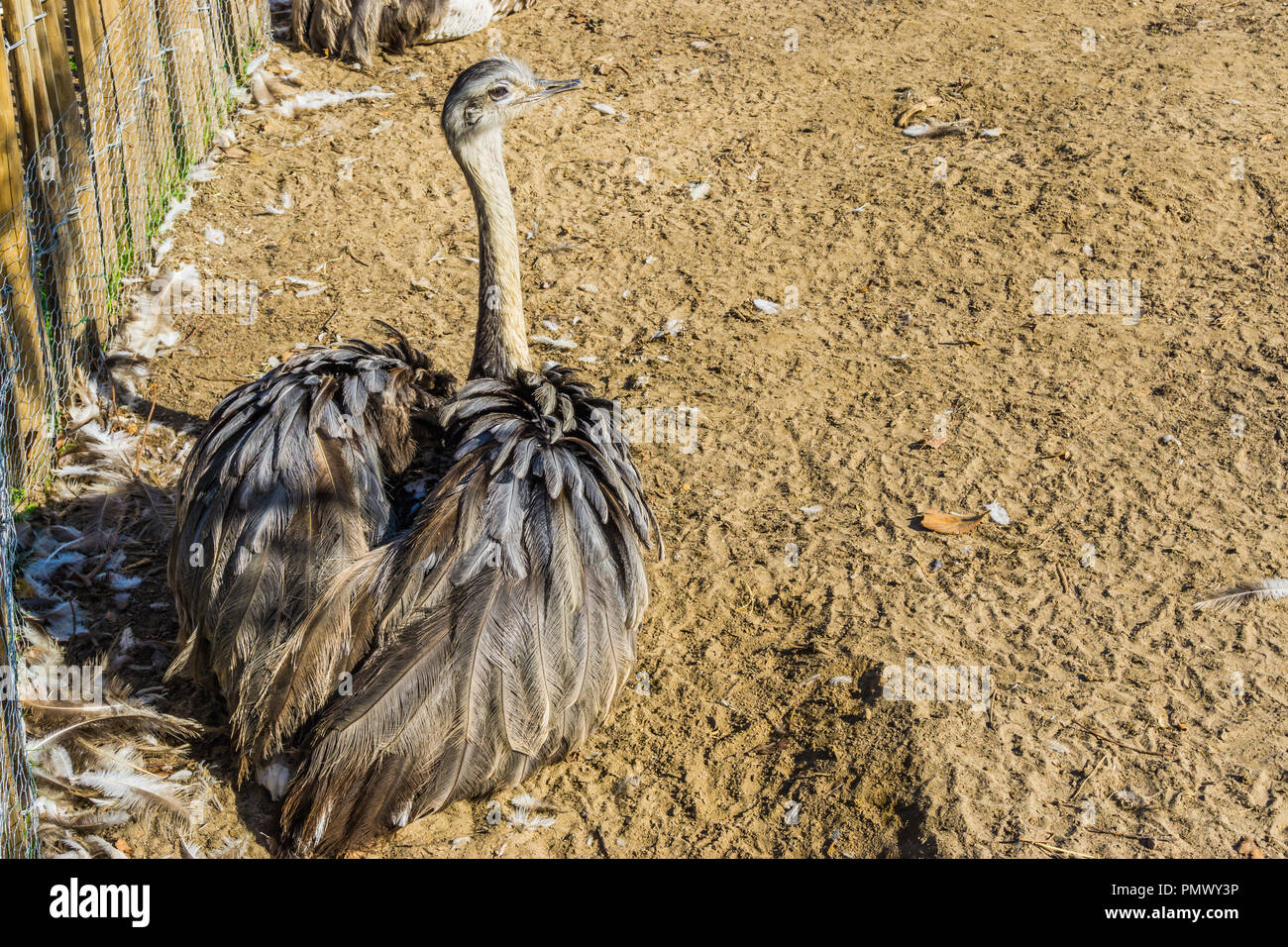 Emu ostrich running from hi-res stock photography and images - Alamy