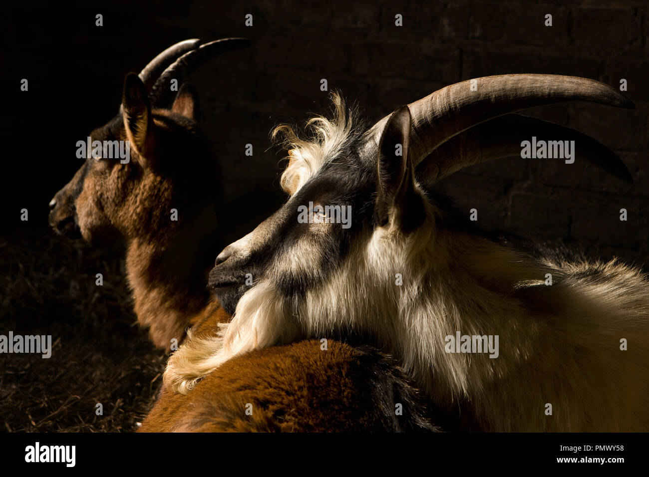 Bearded goat hi-res stock photography and images - Alamy