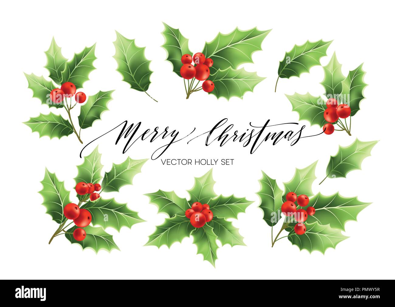 Christmas vector holly branches Stock Vector Images - Alamy