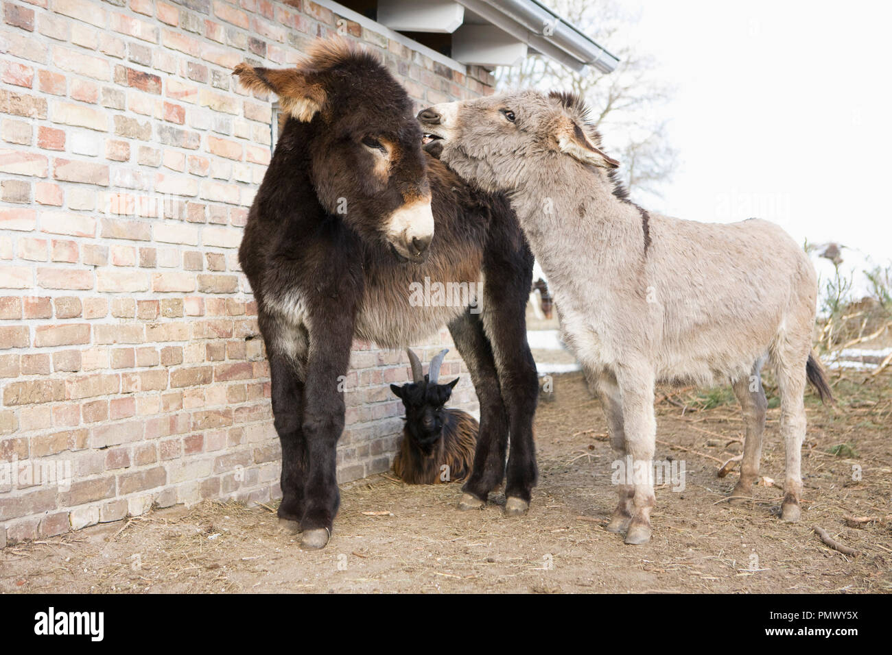 Baby donkeys and goat on farm Stock Photo - Alamy