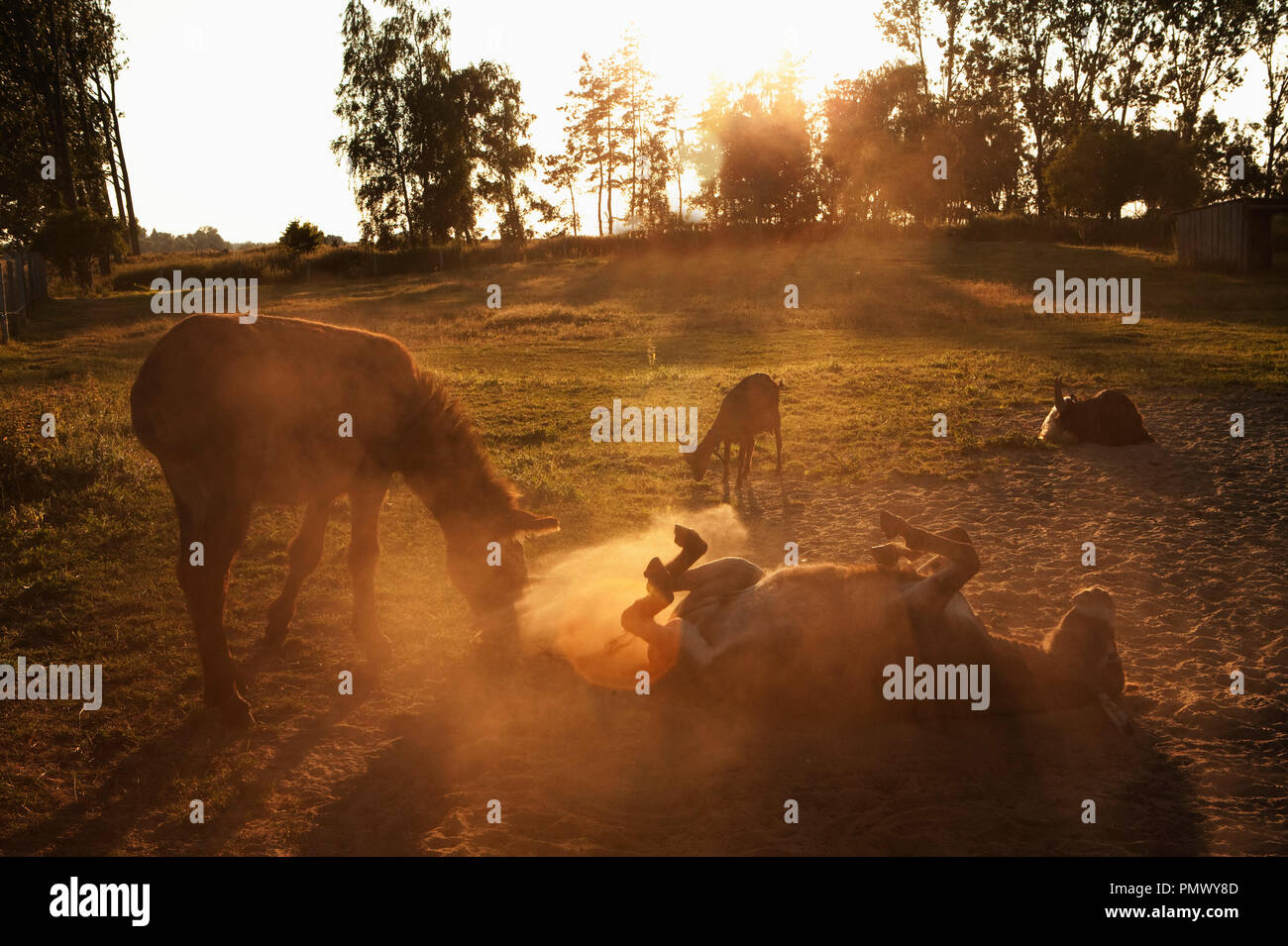 Donkey rolling in dust hi-res stock photography and images - Alamy