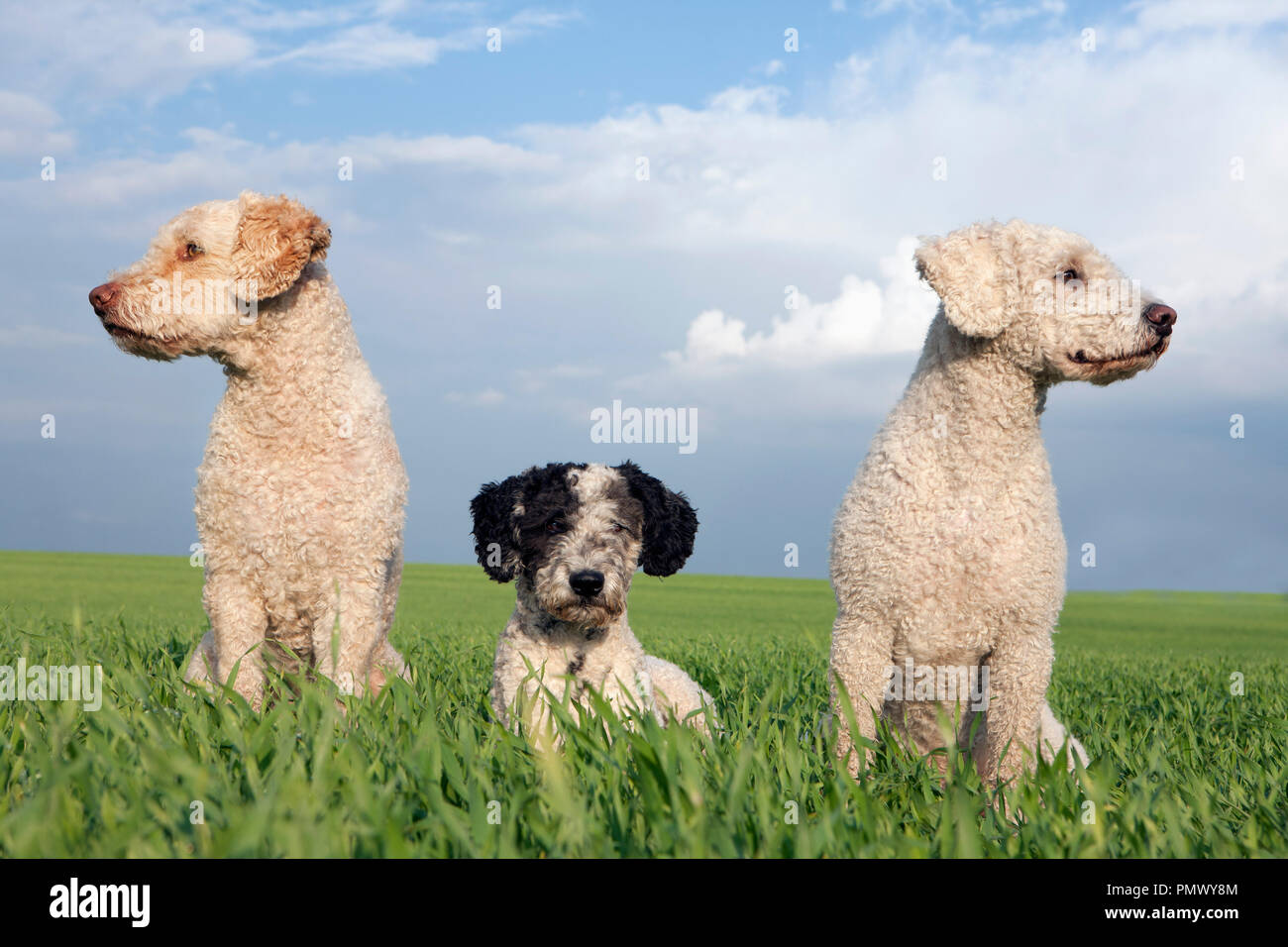 Dogs in rural scene hi-res stock photography and images - Alamy