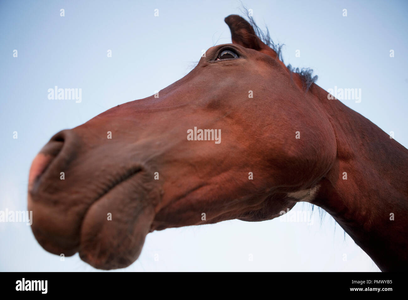 Image of brown horse hi-res stock photography and images - Alamy