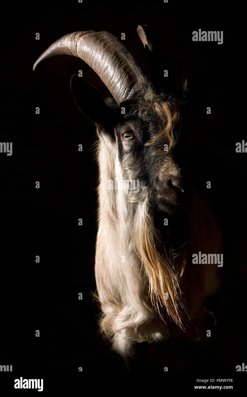 Black goat beard hi-res stock photography and images - Alamy
