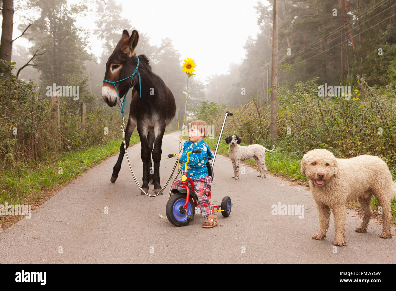 Cute girl riding tricycle on rural road with donkey and dogs Stock ...