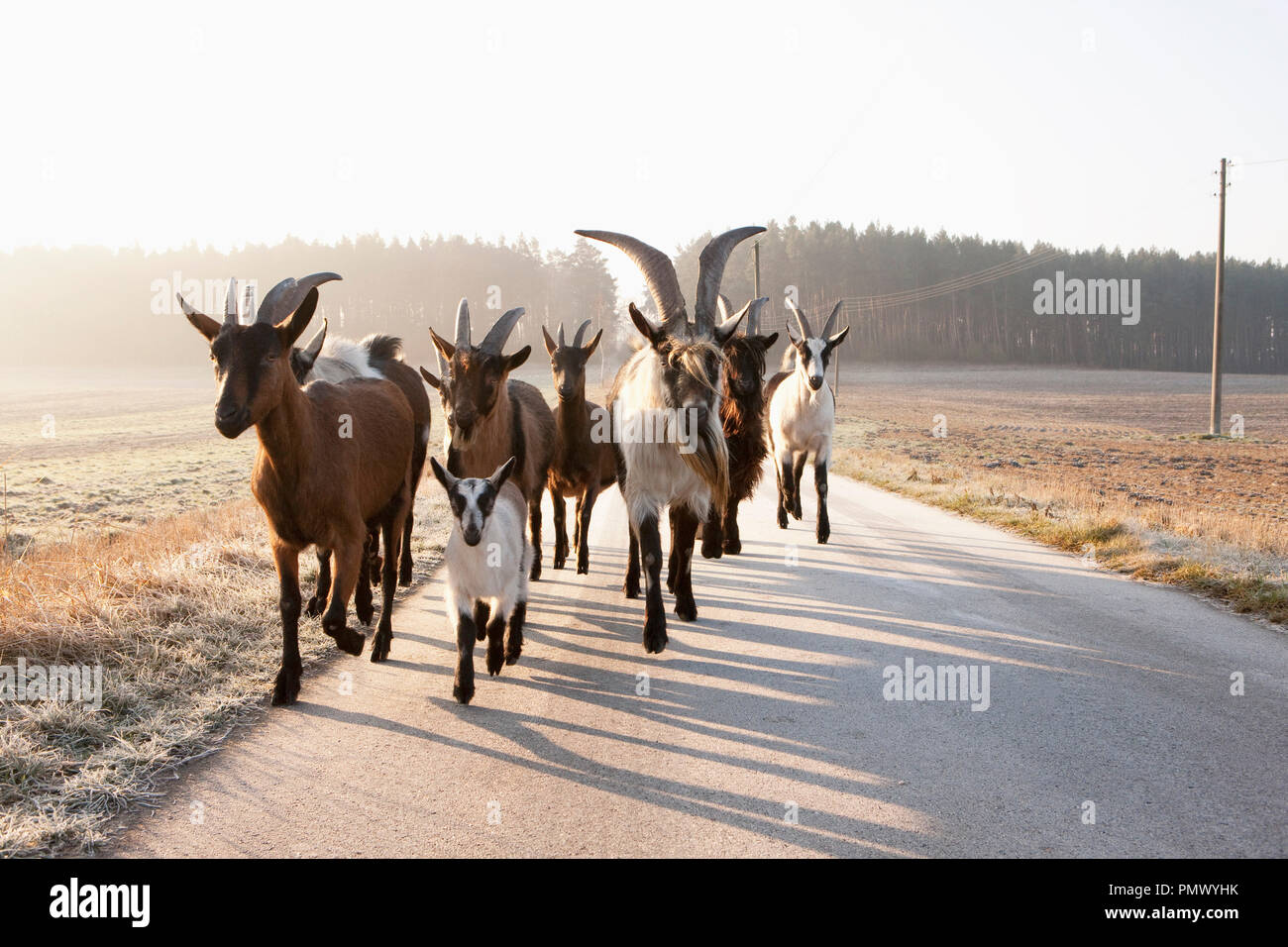 Running on rural road hi-res stock photography and images - Alamy