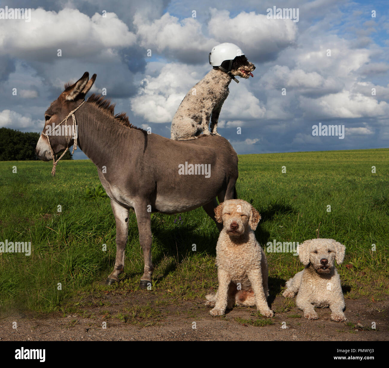 Dog wearing helmet on donkey in rural field Stock Photo - Alamy