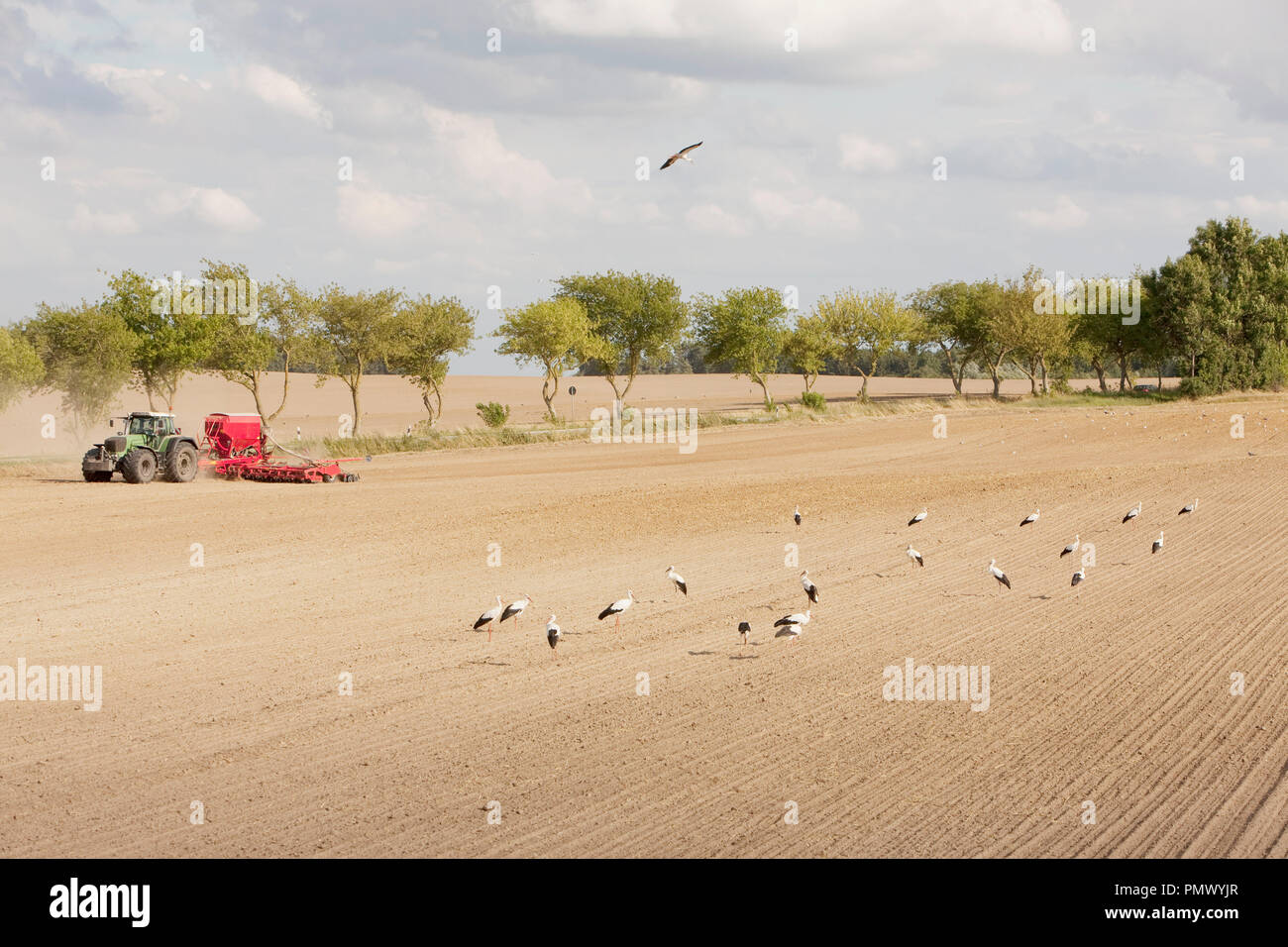 Ibis birds in rural, agricultural crop, Wiendorf, Mecklenburg ...