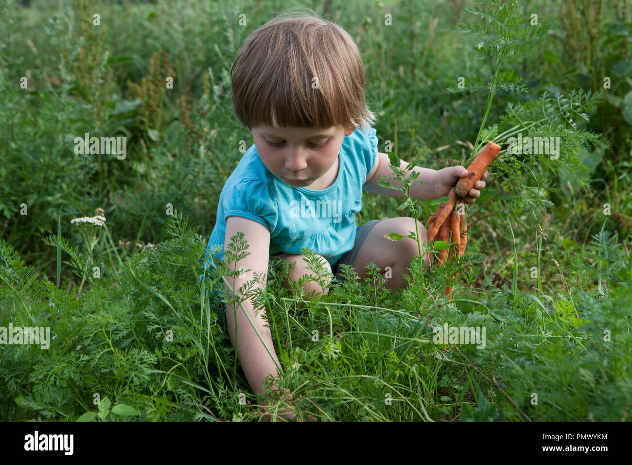 Girl harvesting carrots in vegetable garden Stock Photo - Alamy