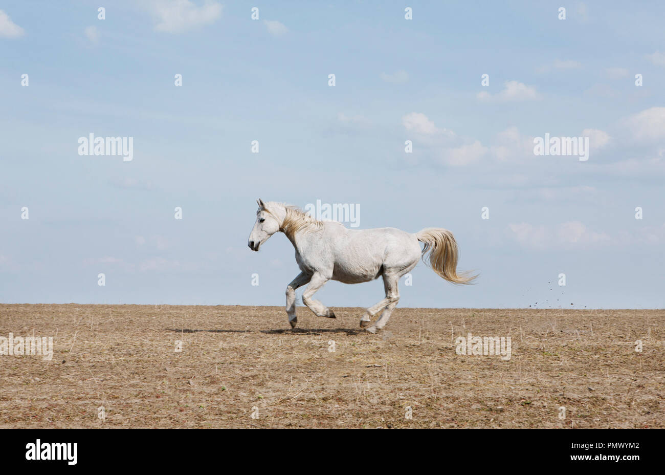 White horse running hi-res stock photography and images - Alamy