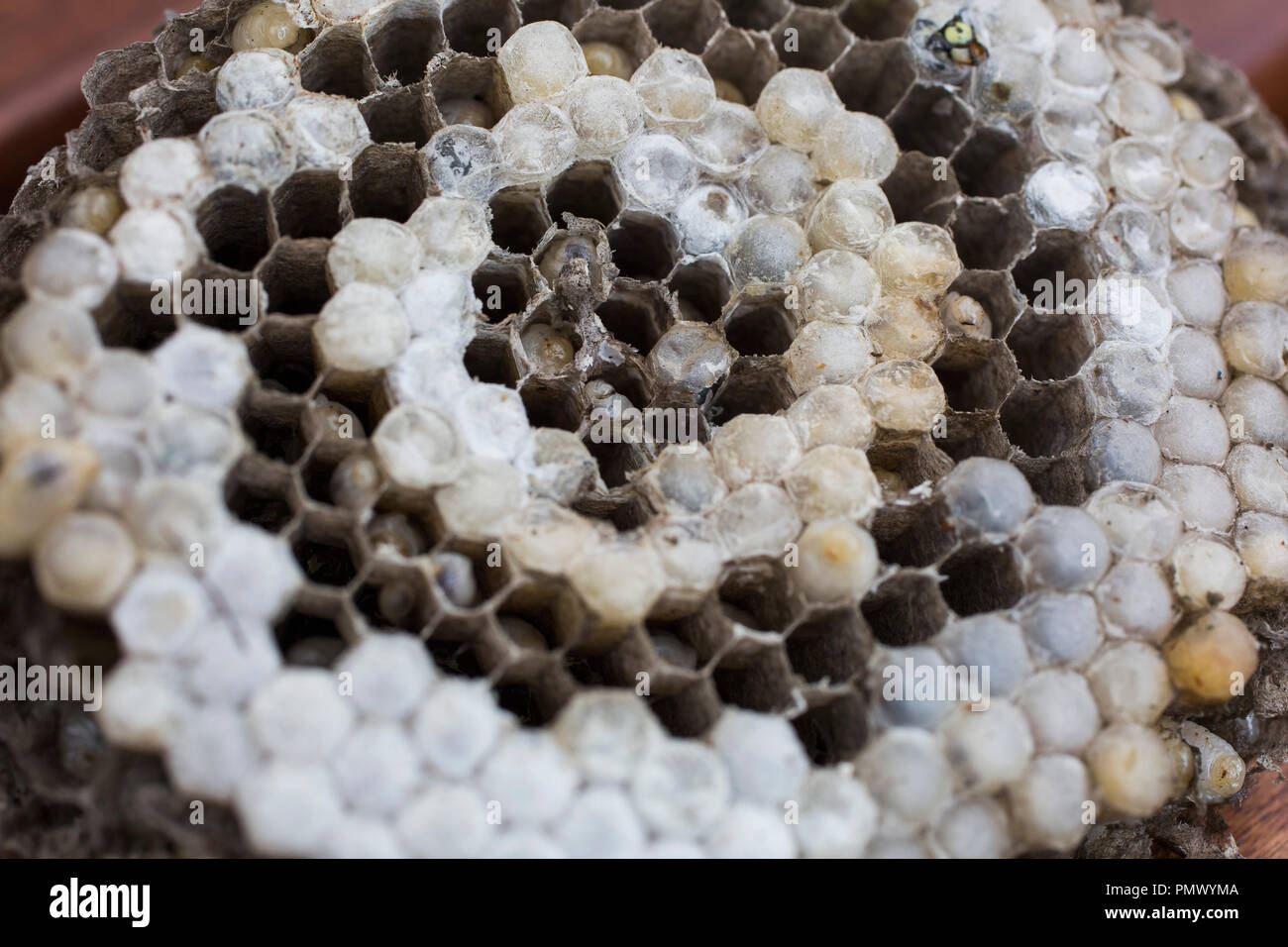 Close up of a wasp nest Stock Photo - Alamy