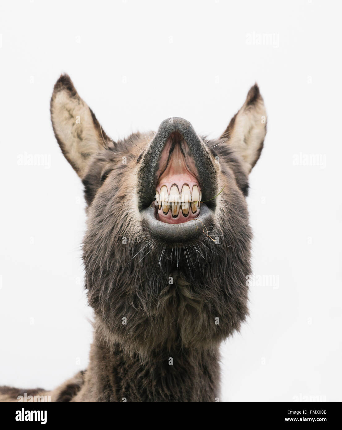 Playful donkey showing teeth Stock Photo - Alamy