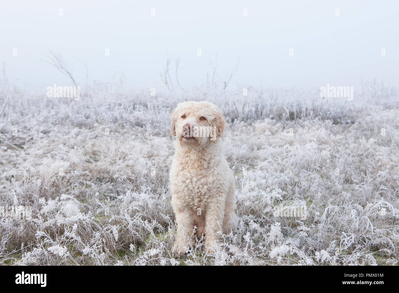 Labradoodle snow hi-res stock photography and images - Alamy